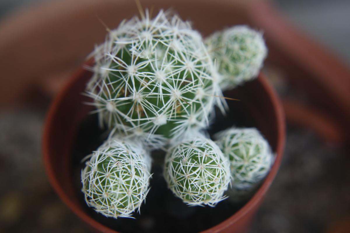 How to Grow Cactus Babies - Dengarden