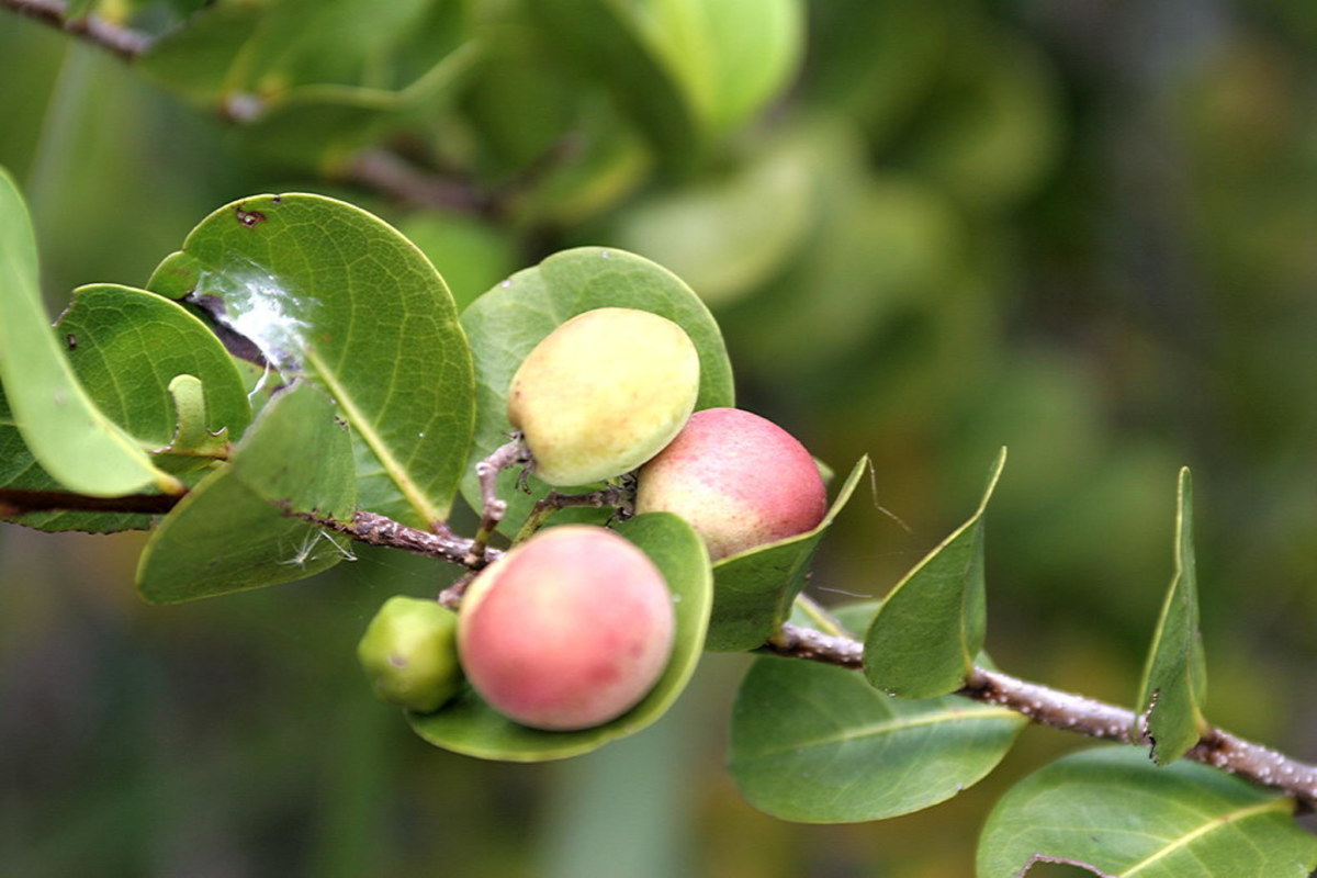 Florida Landscape Hedge: The Cocoplum Plant - Dengarden