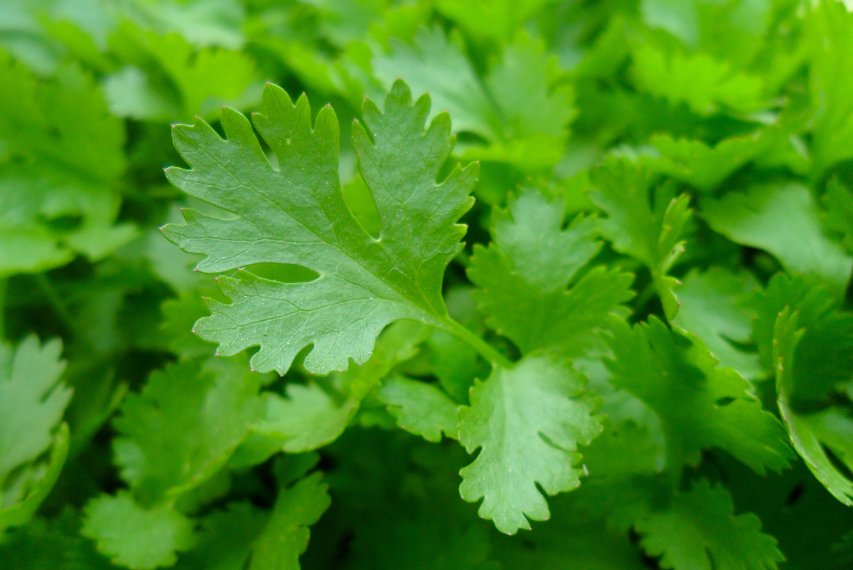 Guide to Parsley Pests - Dengarden
