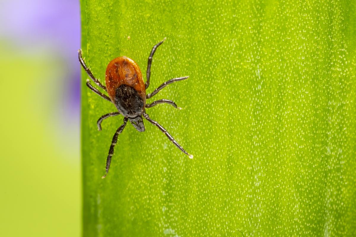 How to Repel Ticks Naturally - Dengarden
