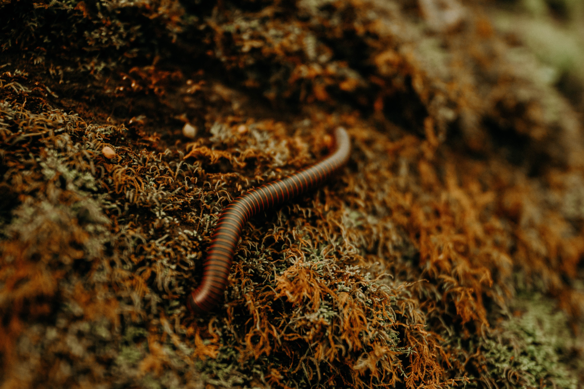 How to Start a Worm Farm for Fun or Profit - Dengarden