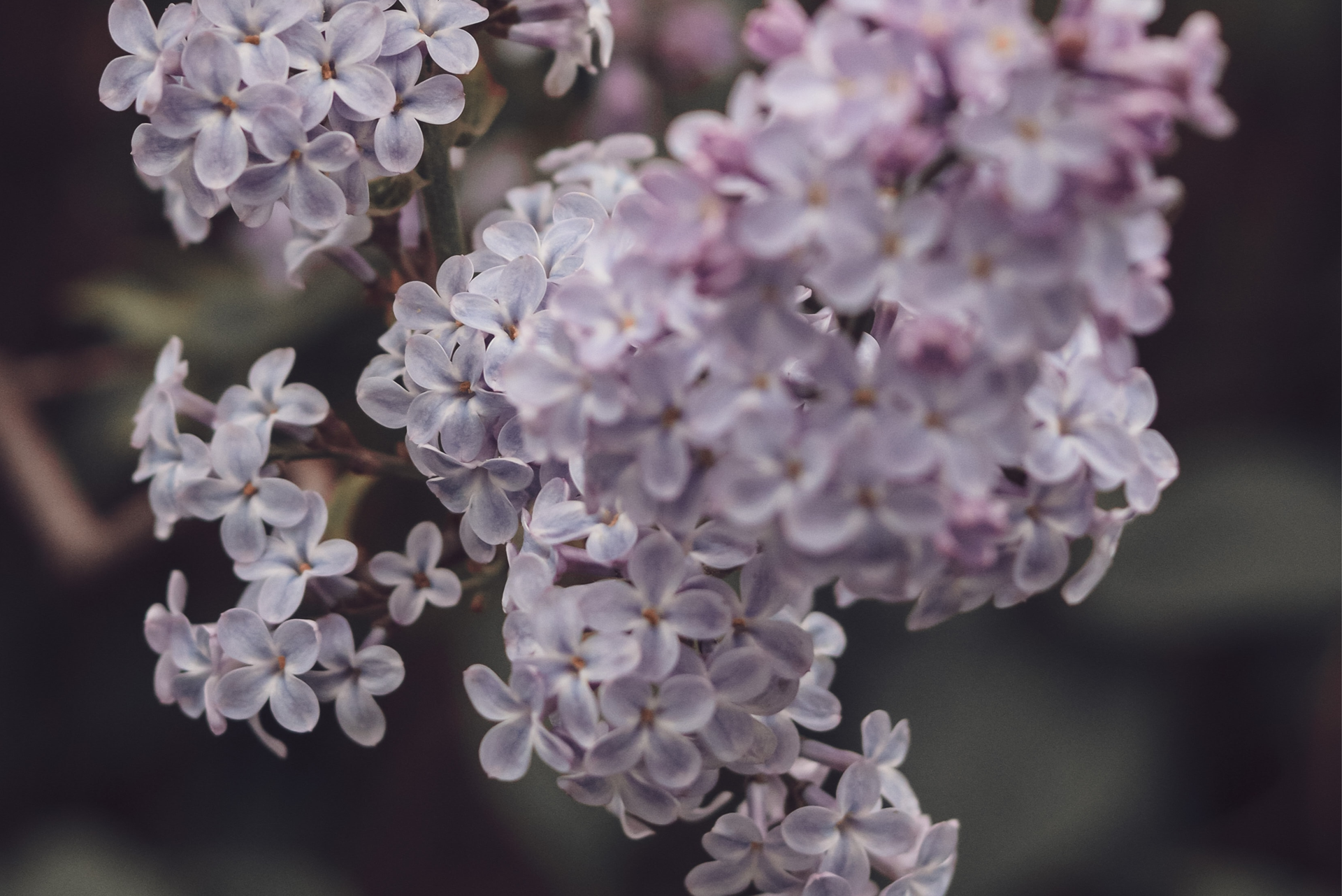 How to Propagate a Lilac Bush - Dengarden