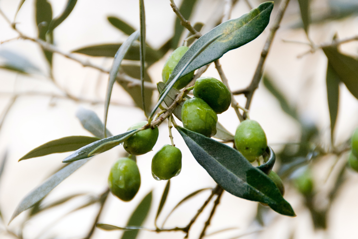Growing Olive Trees in Pots and Containers - Dengarden