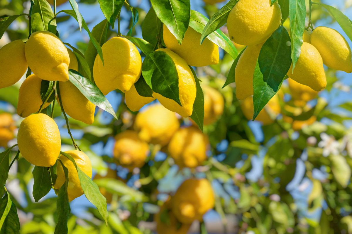 Florida Gardener's Lemon Tree Grows Like a Weed and People Are Baffled ...