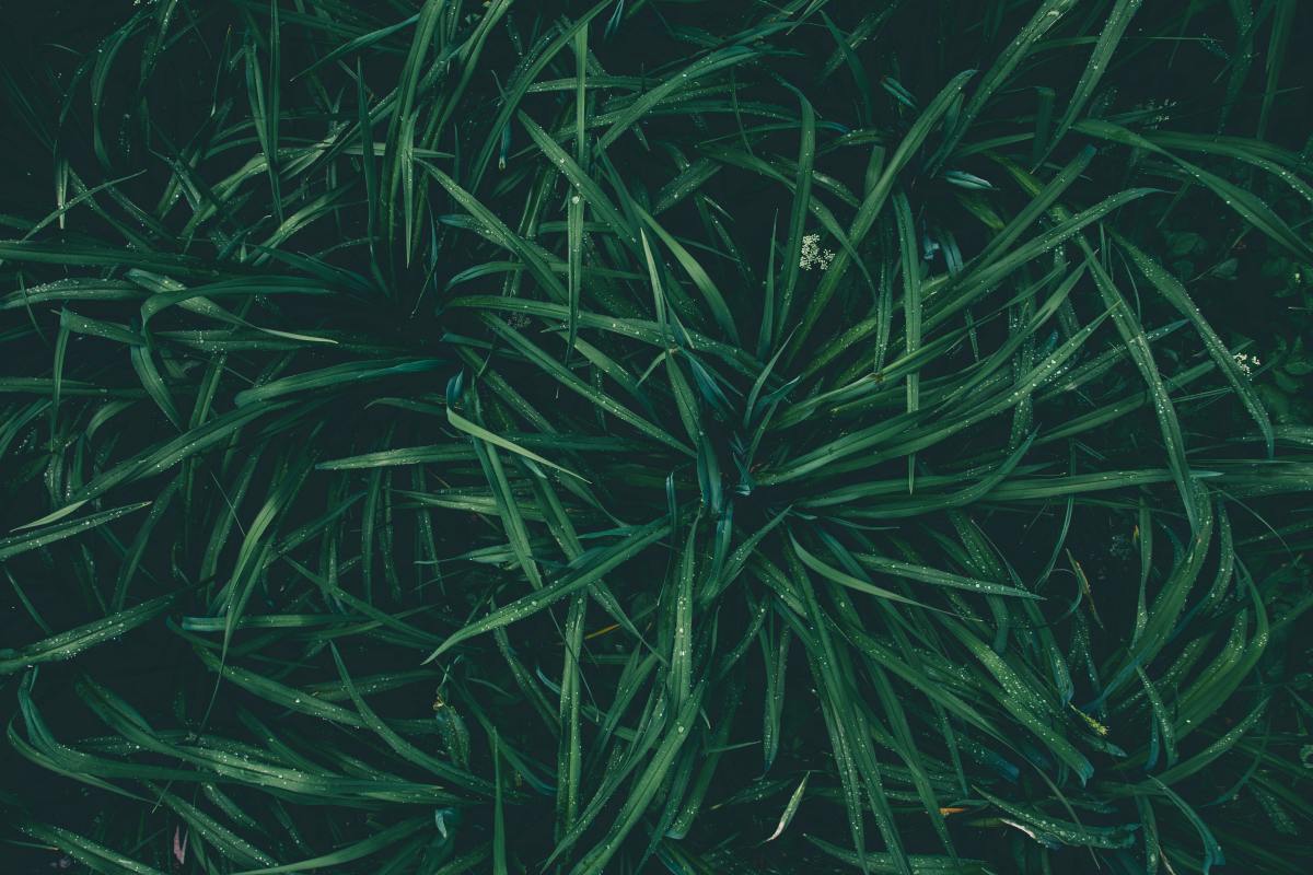 Overgrown Lawn? How to Cut Long Grass - Dengarden