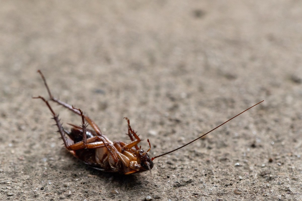 10 Non-Toxic Ways to Eliminate Roaches - Dengarden