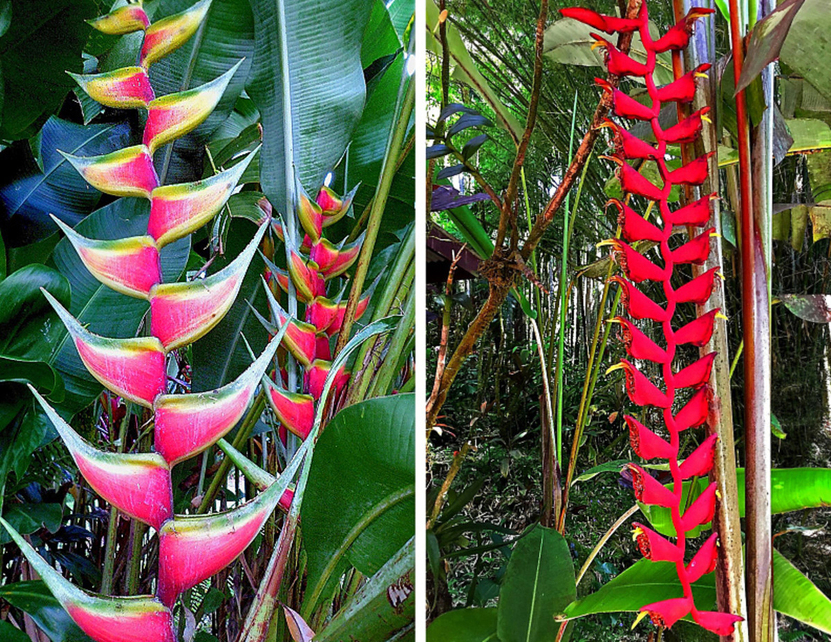 For the Love of Heliconia: A Beautiful Plant Species - Dengarden