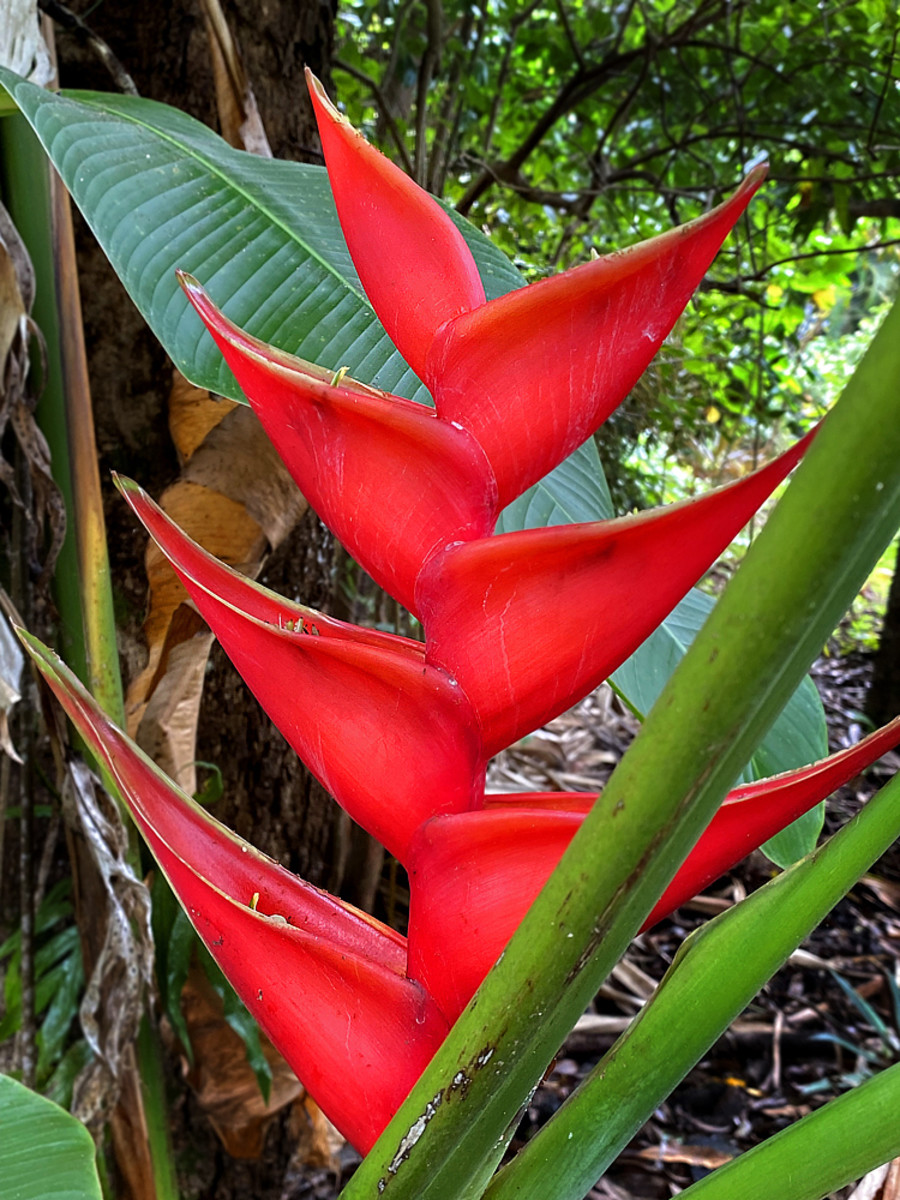 For the Love of Heliconia: A Beautiful Plant Species - Dengarden