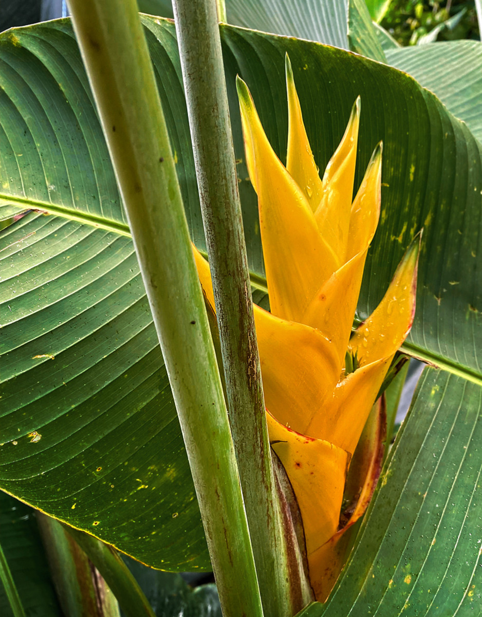 For the Love of Heliconia: A Beautiful Plant Species - Dengarden