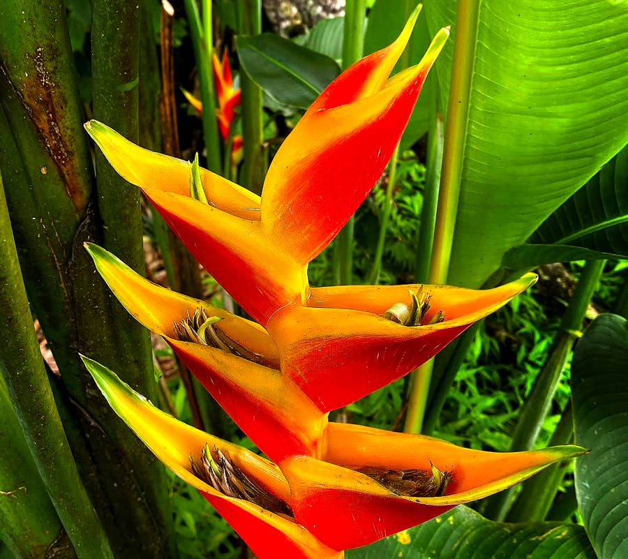 For the Love of Heliconia: A Beautiful Plant Species - Dengarden