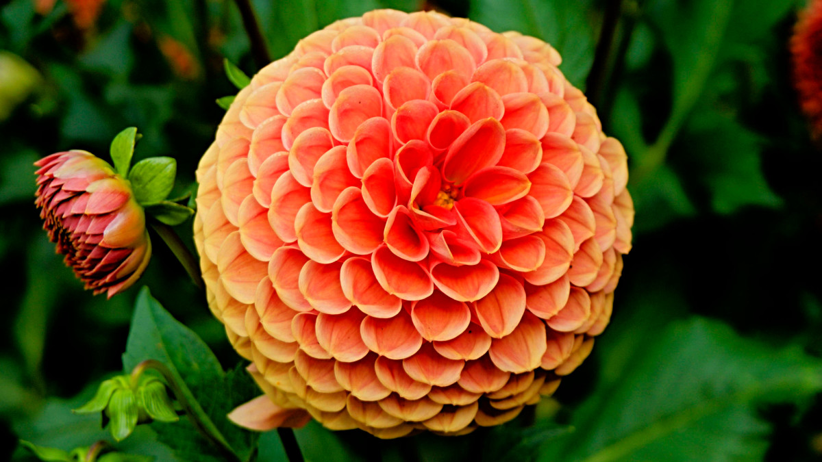 Vibrant Orange Flower Varieties: Names, Types, and Pictures - Dengarden
