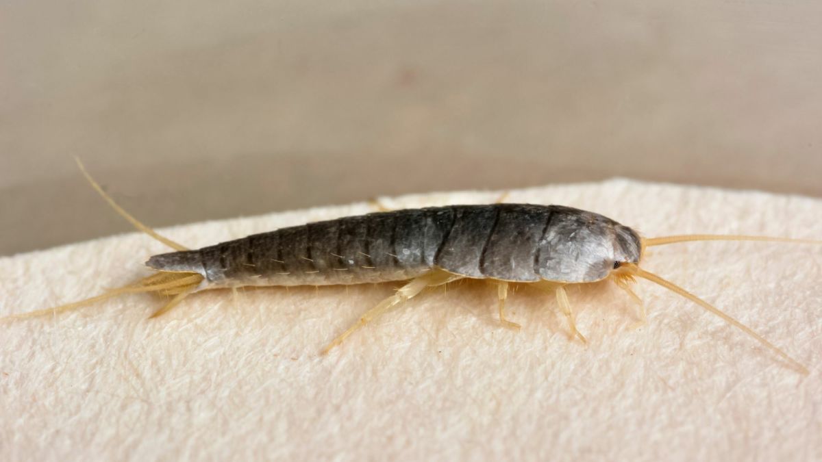 Silverfish Features, Life Cycle, Effects, and Pest Control - Dengarden