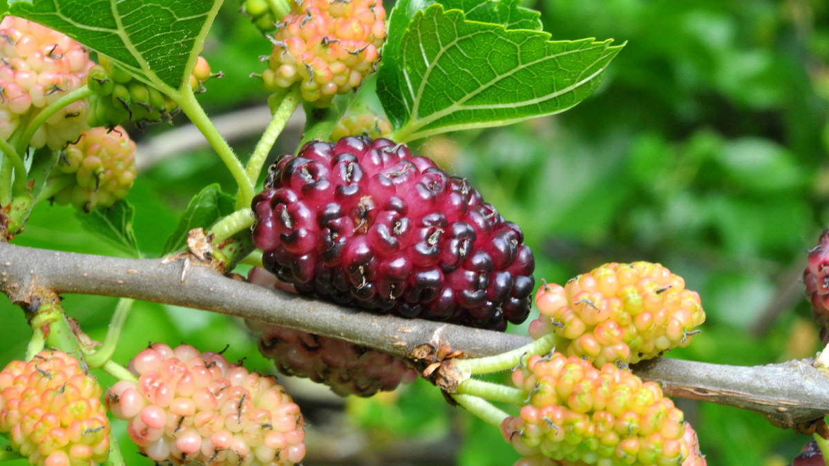 Growing and Caring for Mulberry Trees - Dengarden