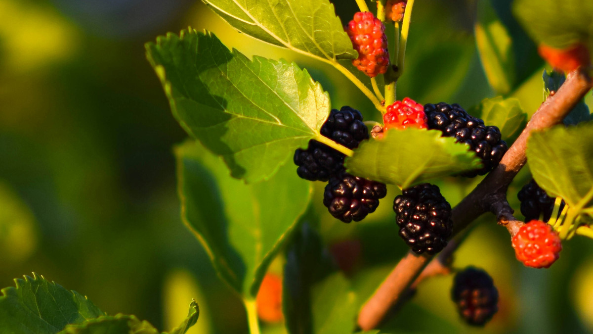 Growing and Caring for Mulberry Trees - Dengarden