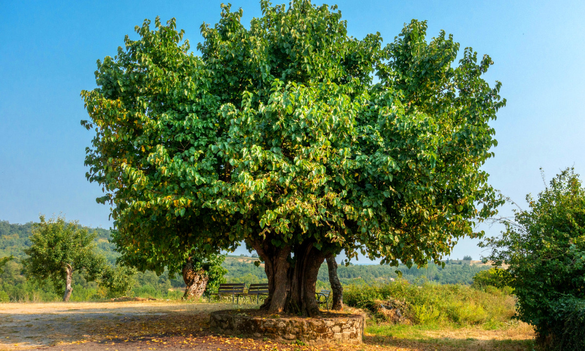 Growing and Caring for Mulberry Trees - Dengarden