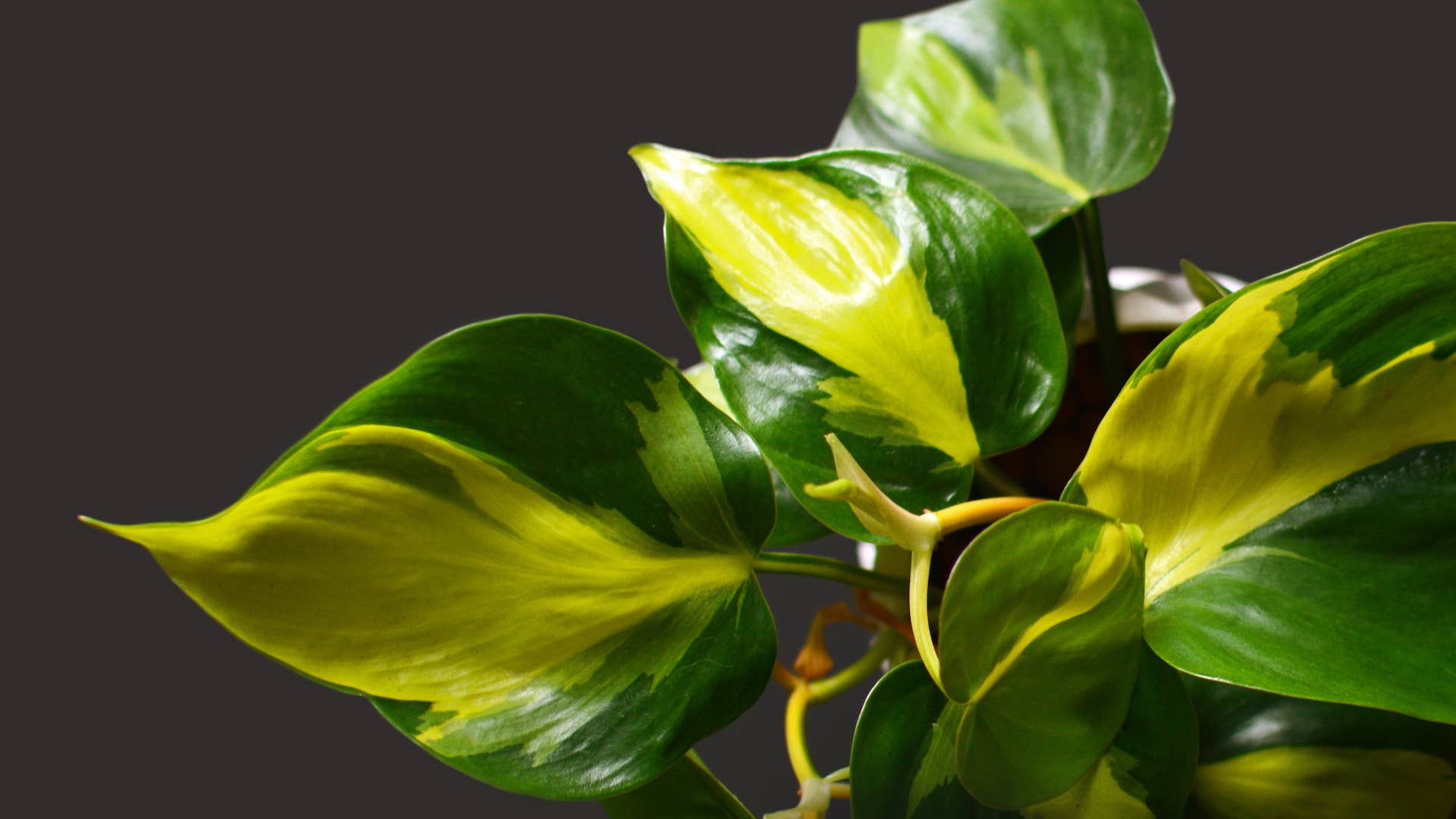 Pet Lovers, Swap These 5 Toxic Houseplants for 5 That Are Perfectly ...