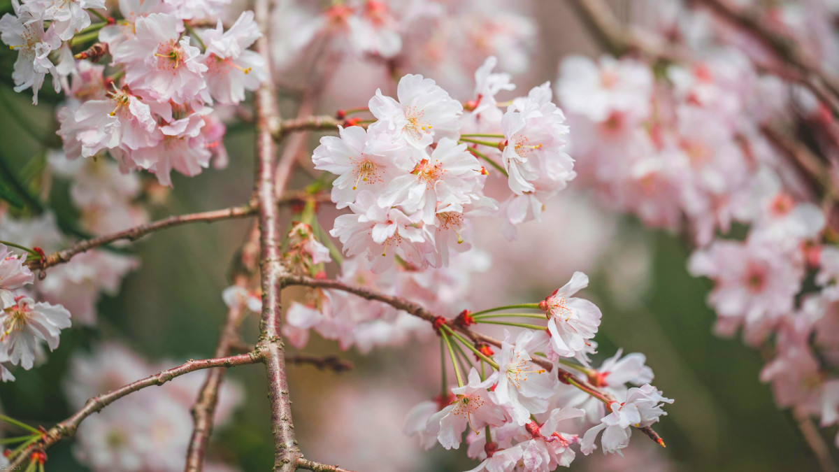 Growing and Caring for Weeping Cherry Trees - Dengarden