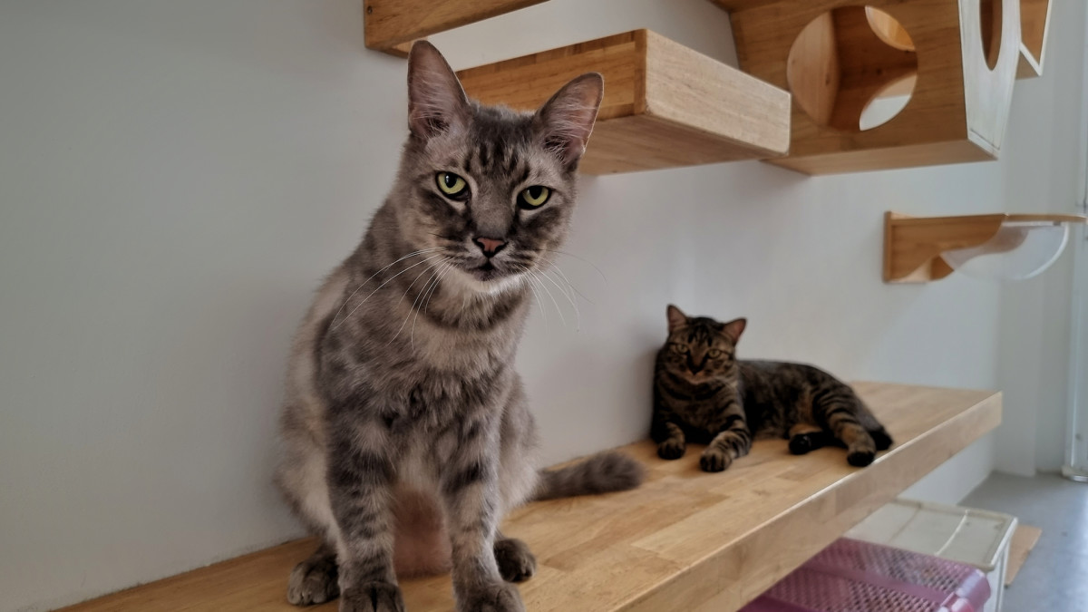 Cat Dad Designs Adjustable Wall Installation for His Pets - Dengarden News