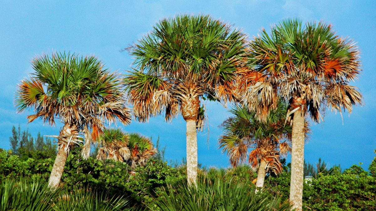 Growing and Caring for Palmetto Trees - Dengarden