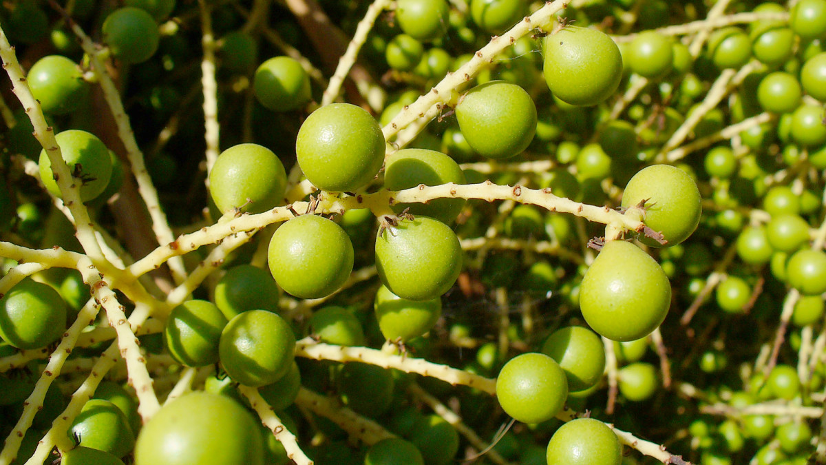 Growing and Caring for Palmetto Trees - Dengarden