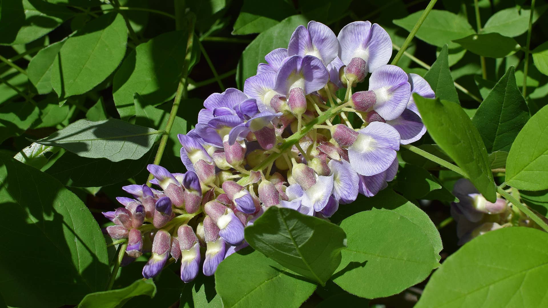Flowering Vines: 10 Easiest Climbing Plants to Grow - Dengarden