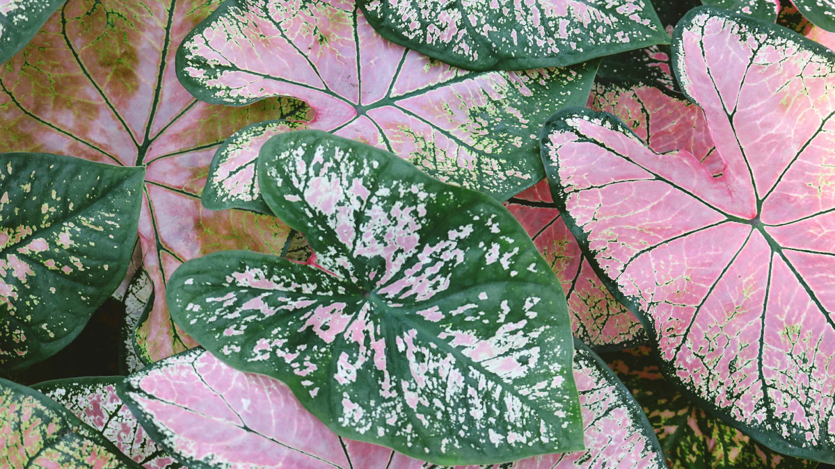 Growing and Caring for an Angel Plant - Dengarden