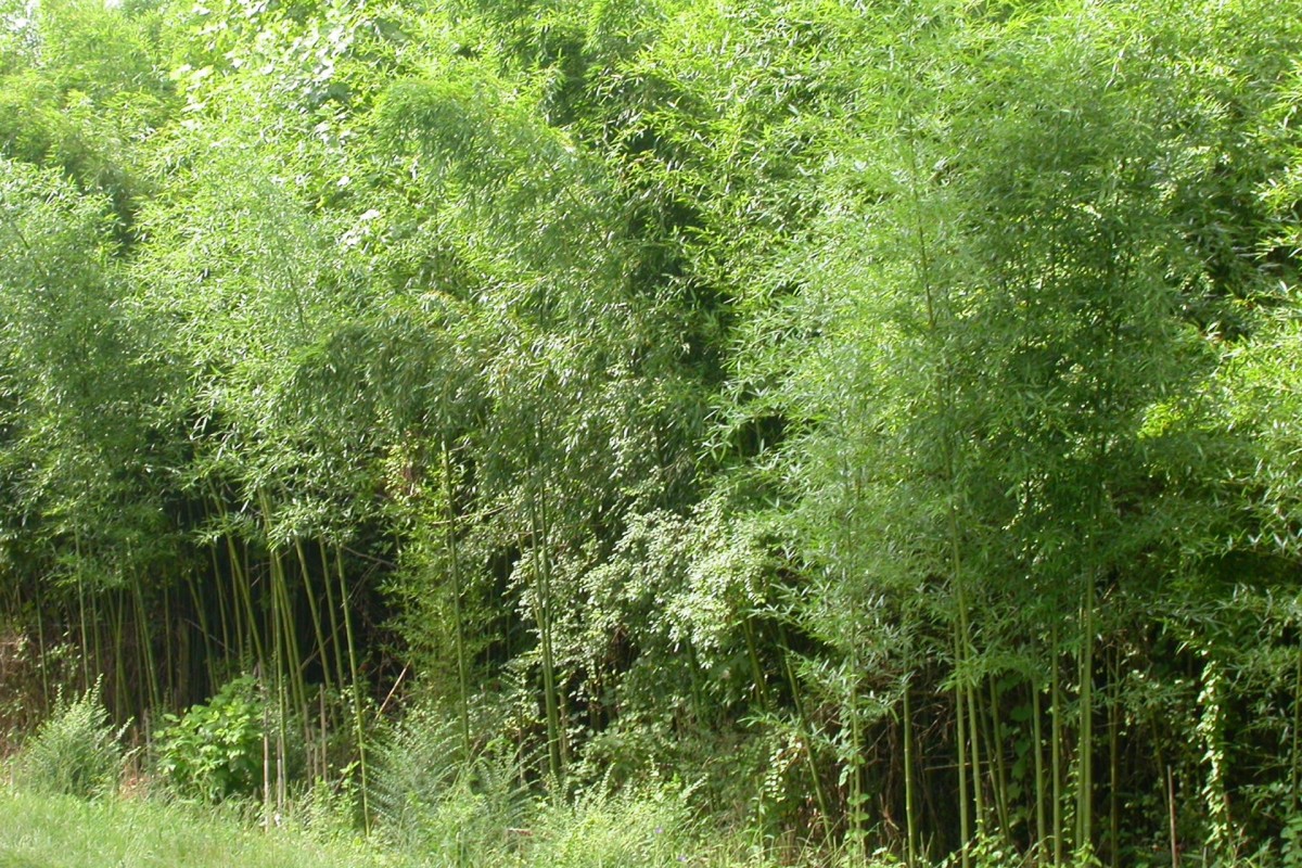 Invasive Blue Flowers