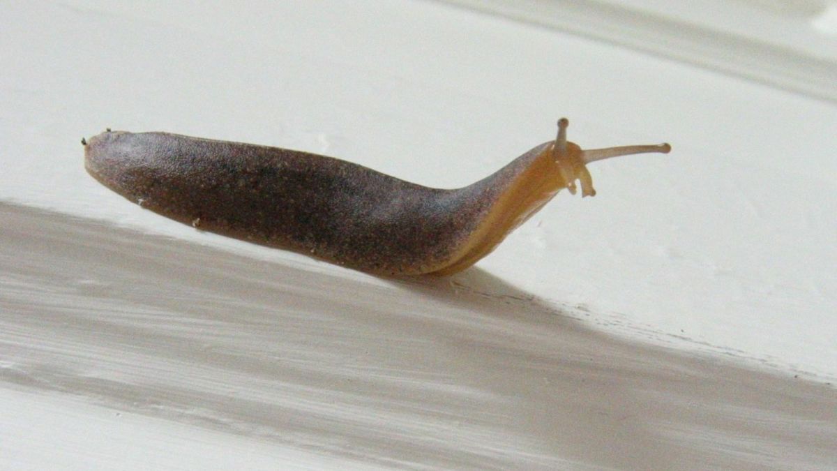 6 Ways to Get Rid of Slugs in Your House - Dengarden