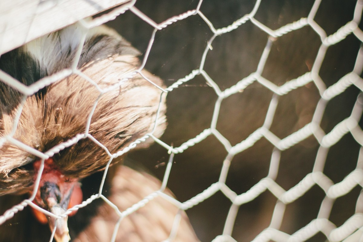 Trick for Making Chicken Wire Look Practically Invisible Has People ...