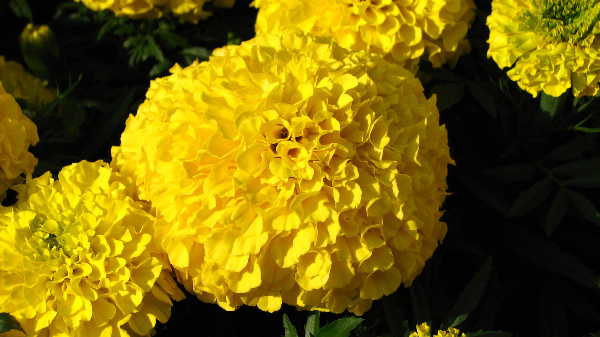 24 Types of Yellow Flowers With Names and Tips for Care - Dengarden
