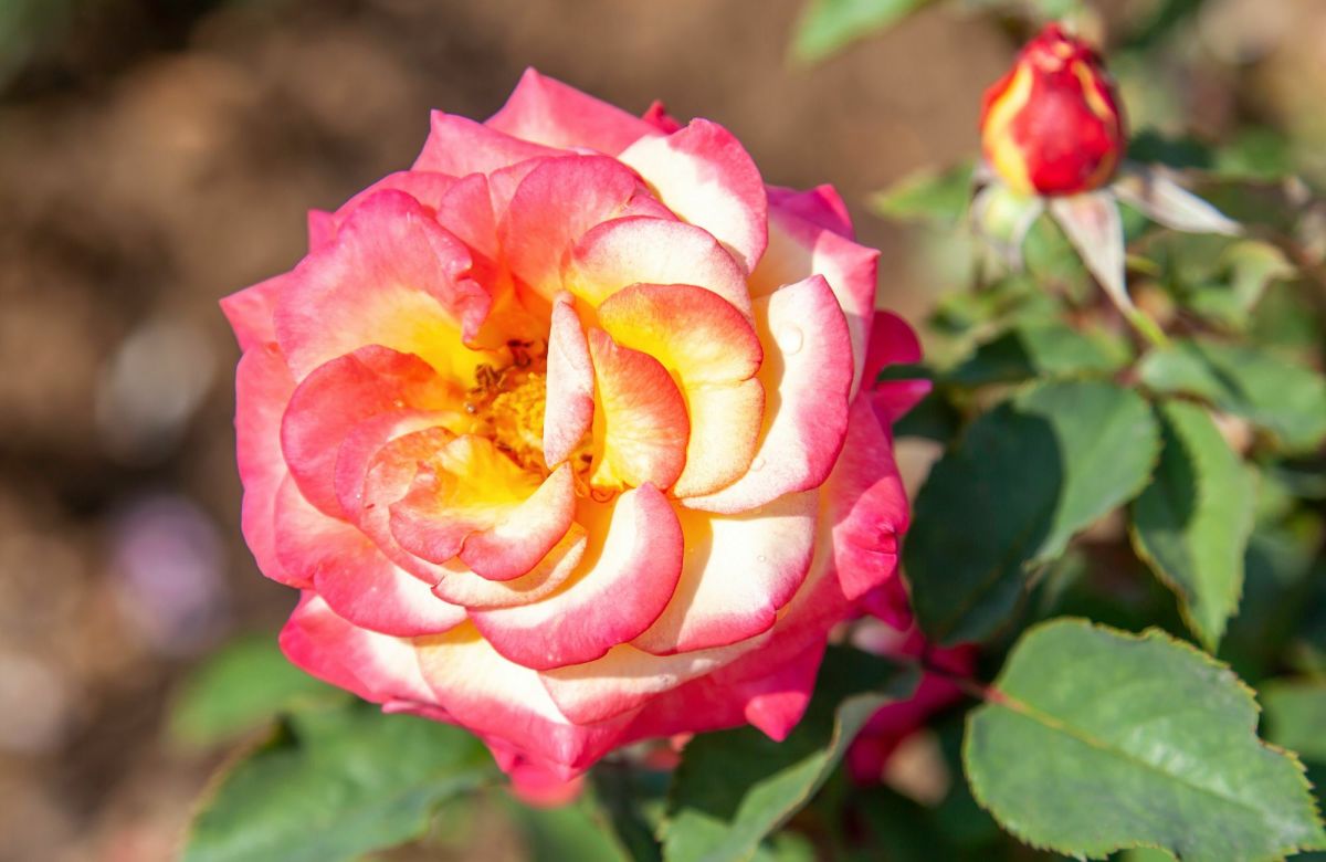 100 Different Types of Roses - Dengarden