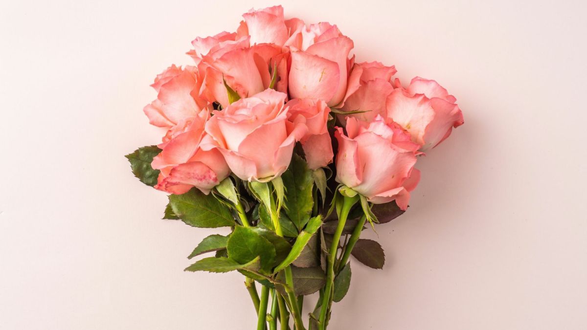 100 Different Types of Roses - Dengarden