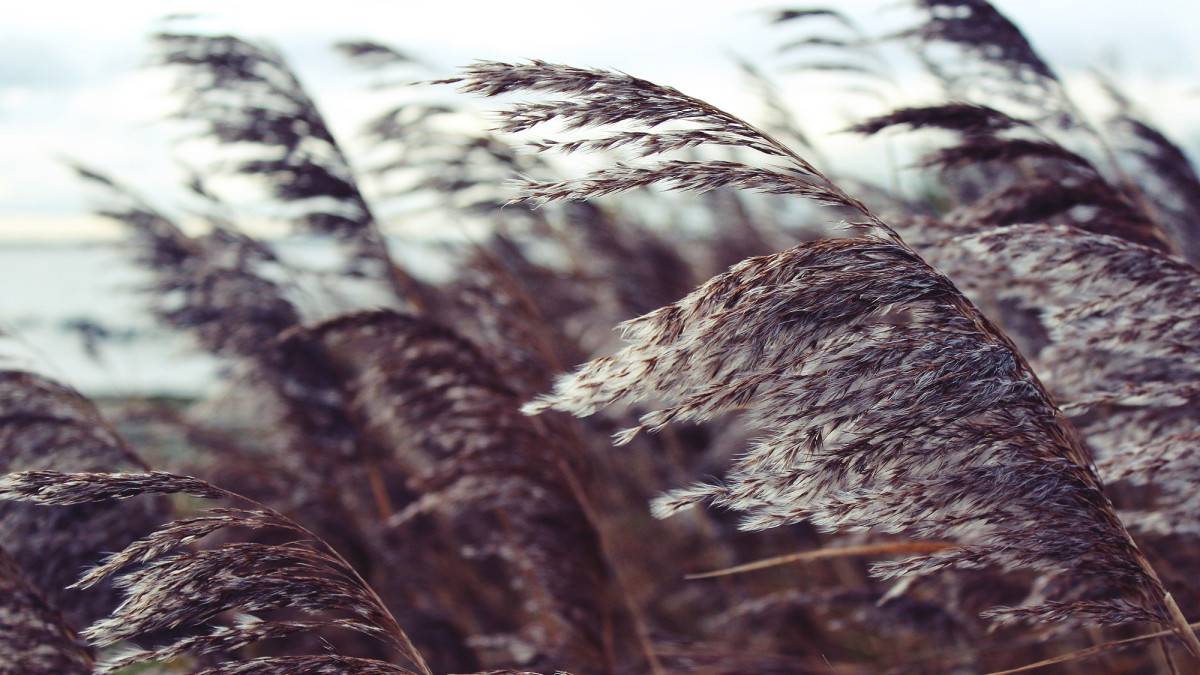 10 Wind-Pollinated Flowers With Planting Tips and Photos - Dengarden