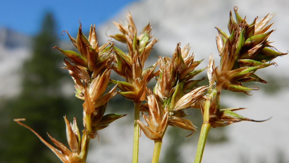 10 Wind-Pollinated Flowers With Planting Tips and Photos - Dengarden