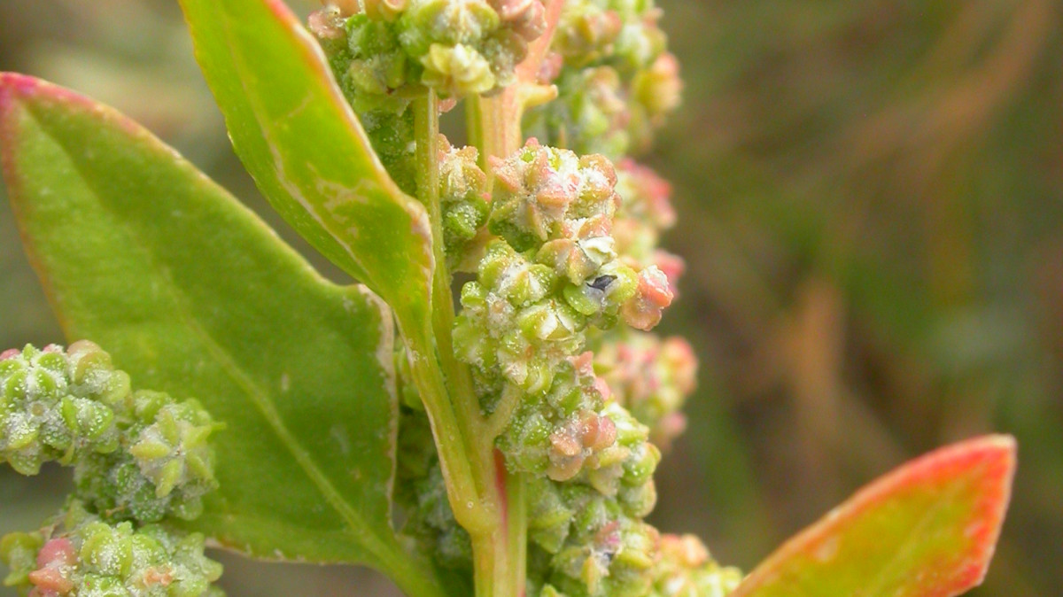 10 Wind-Pollinated Flowers With Planting Tips and Photos - Dengarden