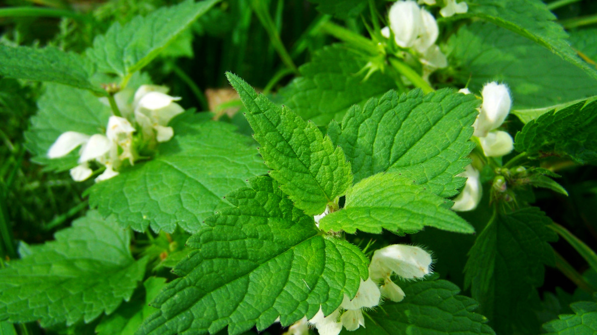 10 Wind-Pollinated Flowers With Planting Tips and Photos - Dengarden