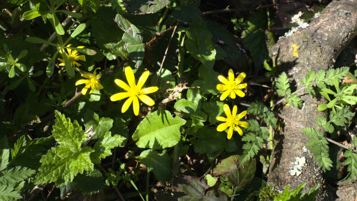 10 Wind-Pollinated Flowers With Planting Tips and Photos - Dengarden