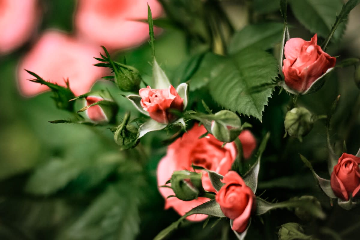 Florist Shares the Secrets to Finally Growing Perfect Roses - Dengarden