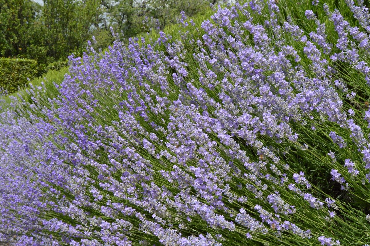 10 Smells Squirrels, Chipmunks, and Other Garden Critters Hate - Dengarden