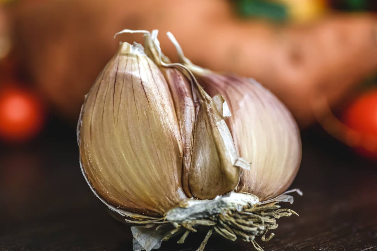10 Smells Squirrels, Chipmunks, and Other Garden Critters Hate - Dengarden