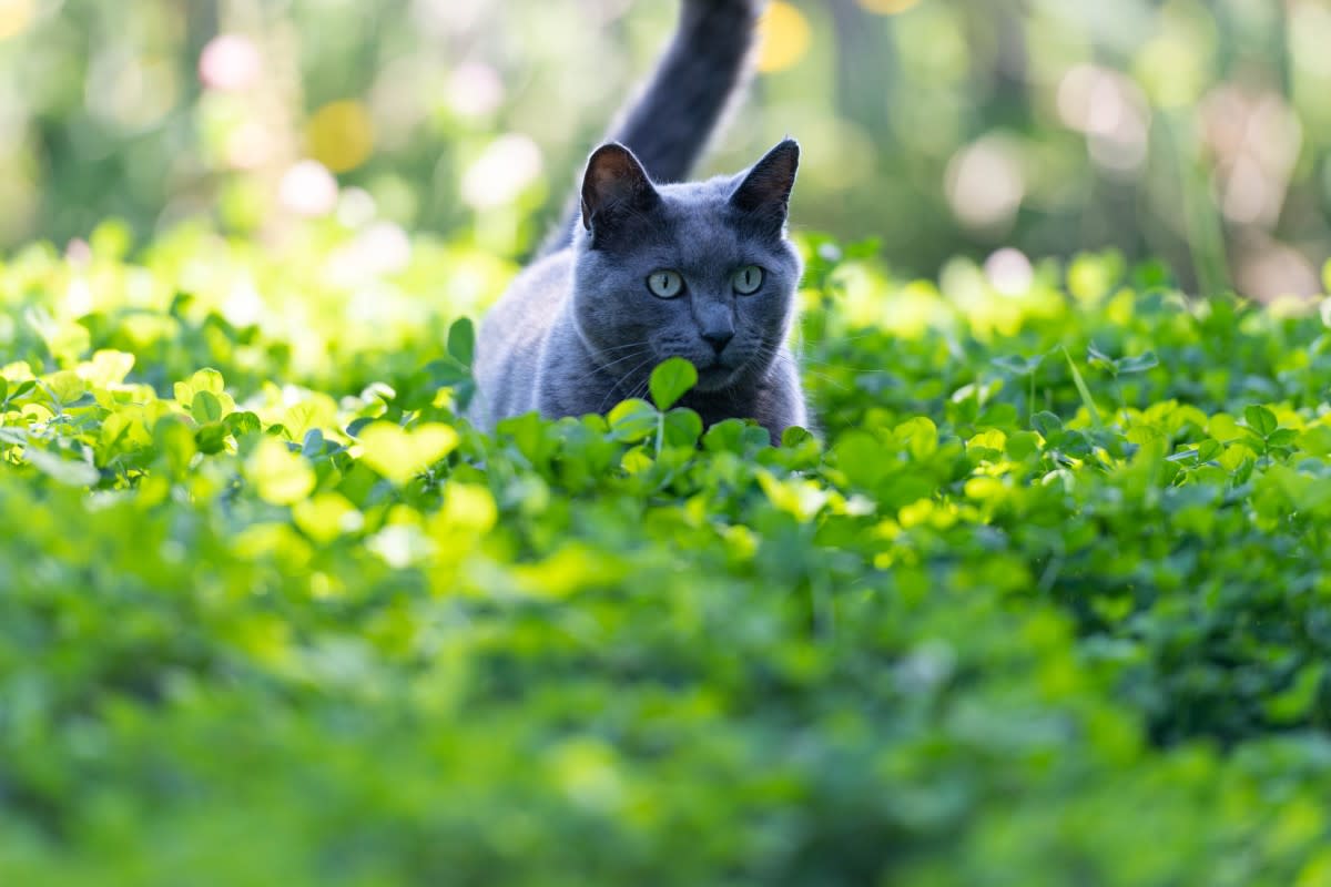 5 Low Maintenance Lawn Alternatives That Are Way Better Than Grass ...