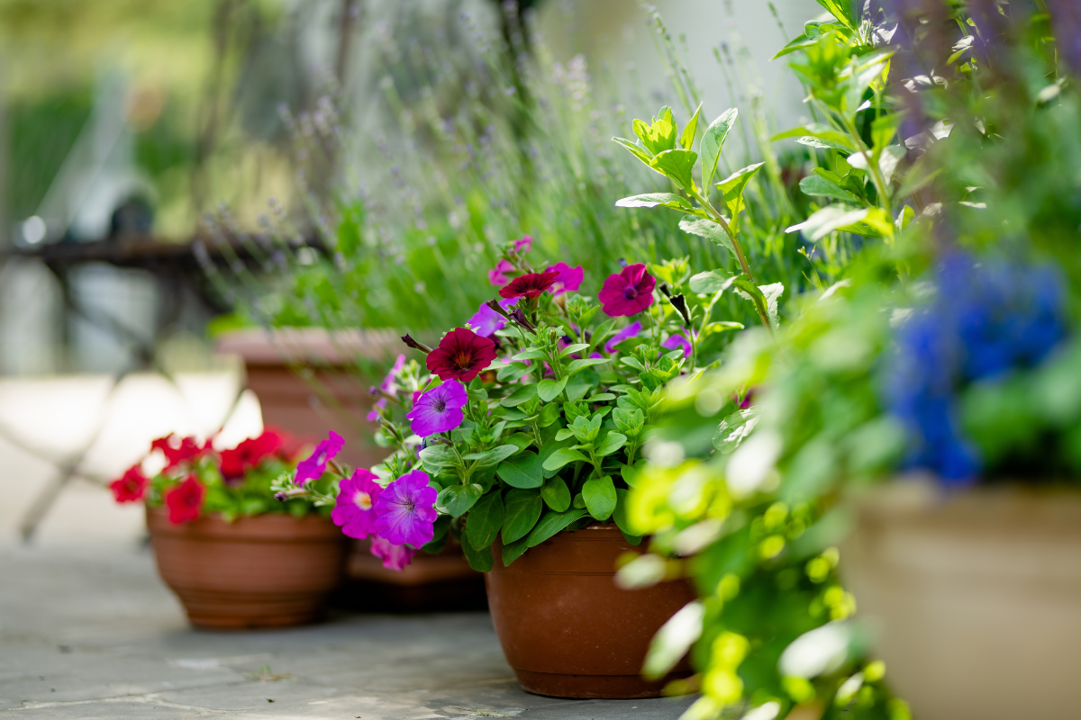 Mini-Container Garden Highlights How Small Spaces Can Become the ...