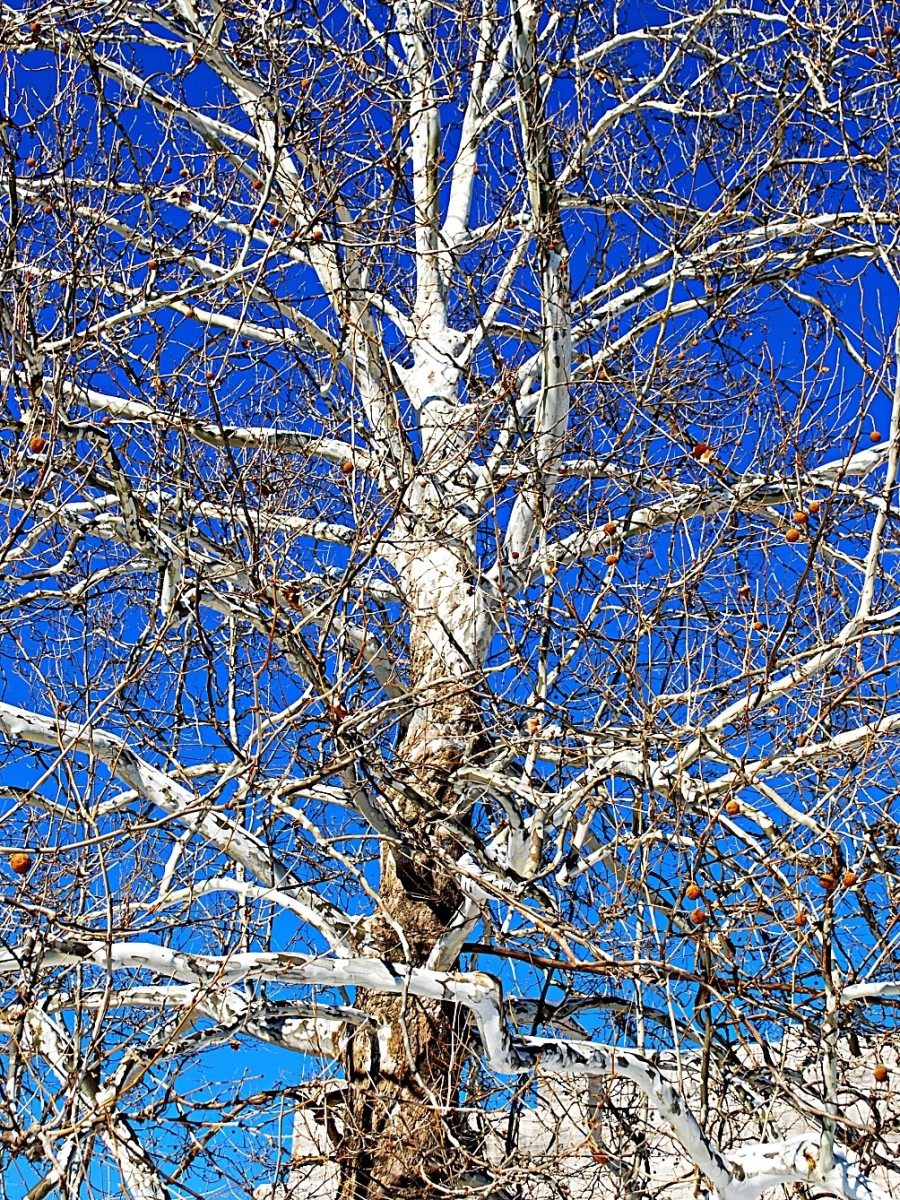 7 Types of Trees With White Bark - Dengarden