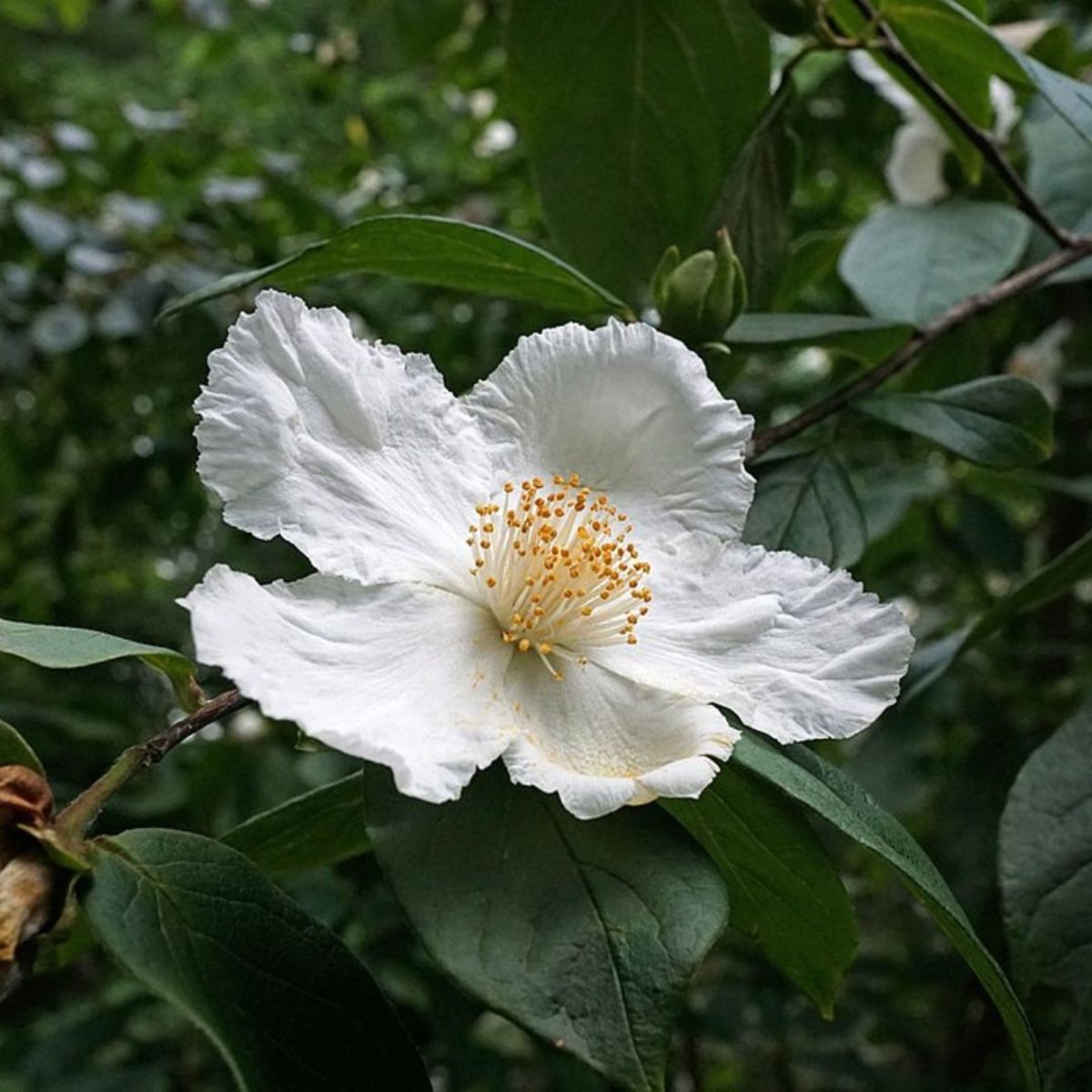 The Best Trees to Plant in Your Yard - Dengarden