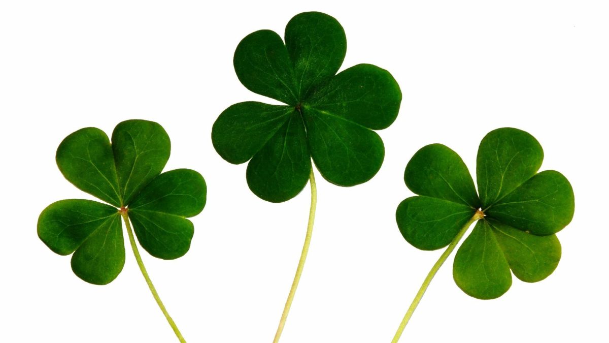 A Guide to Clover Lawns: Pros, Cons, and Tips for Care - Dengarden