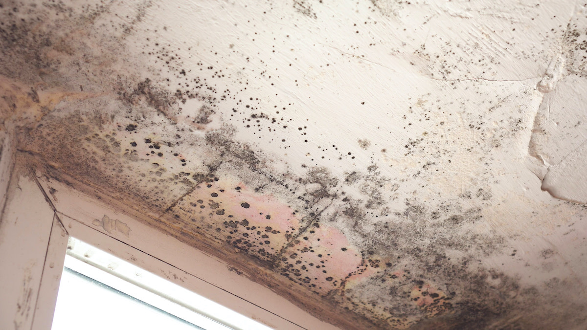 Woman’s Warning About Toxic Mold Symptoms Is an Important PSA - Dengarden