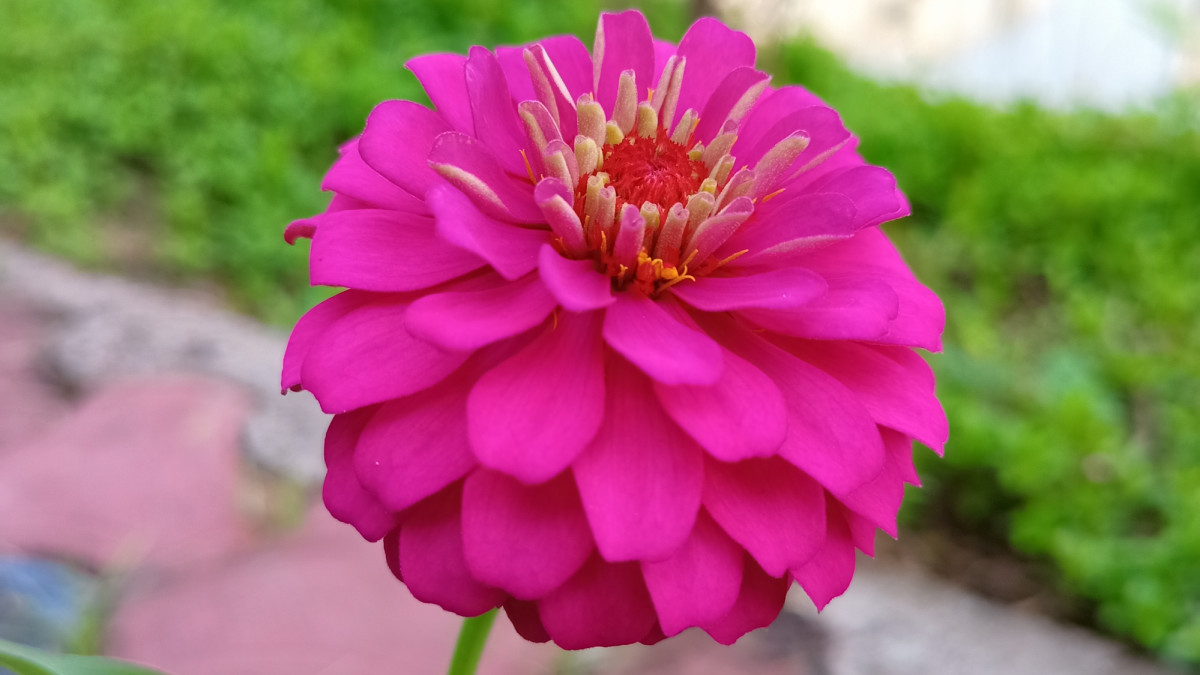 Types of Pink Flowers for Your Garden: Pictures and Tips for Care ...