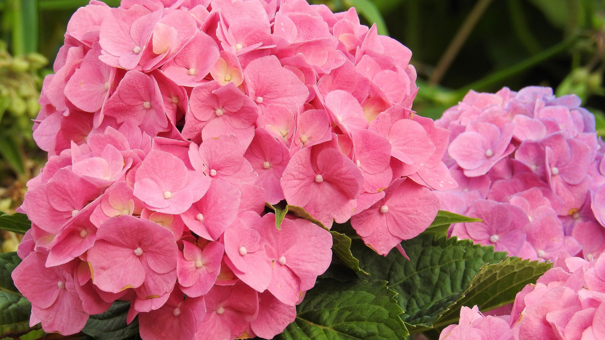 Types of Pink Flowers for Your Garden: Pictures and Tips for Care ...