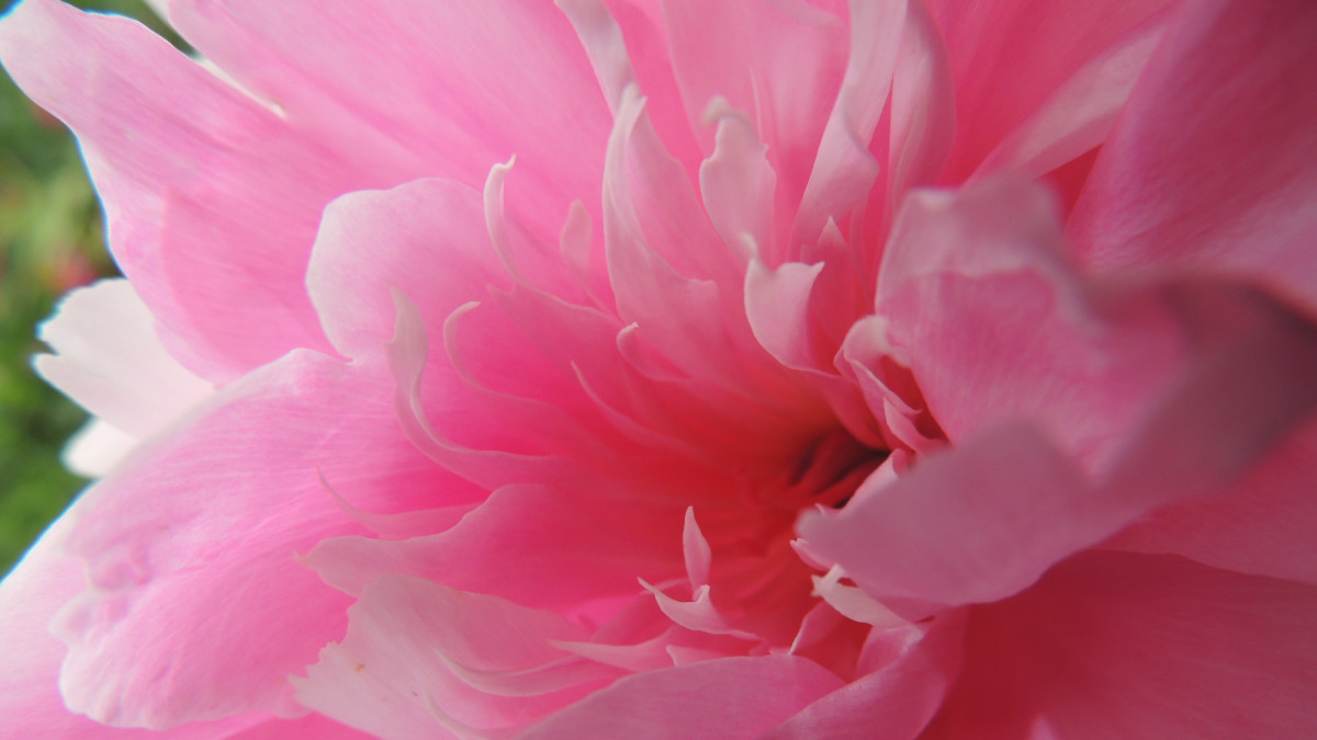 Types of Pink Flowers for Your Garden: Pictures and Tips for Care ...