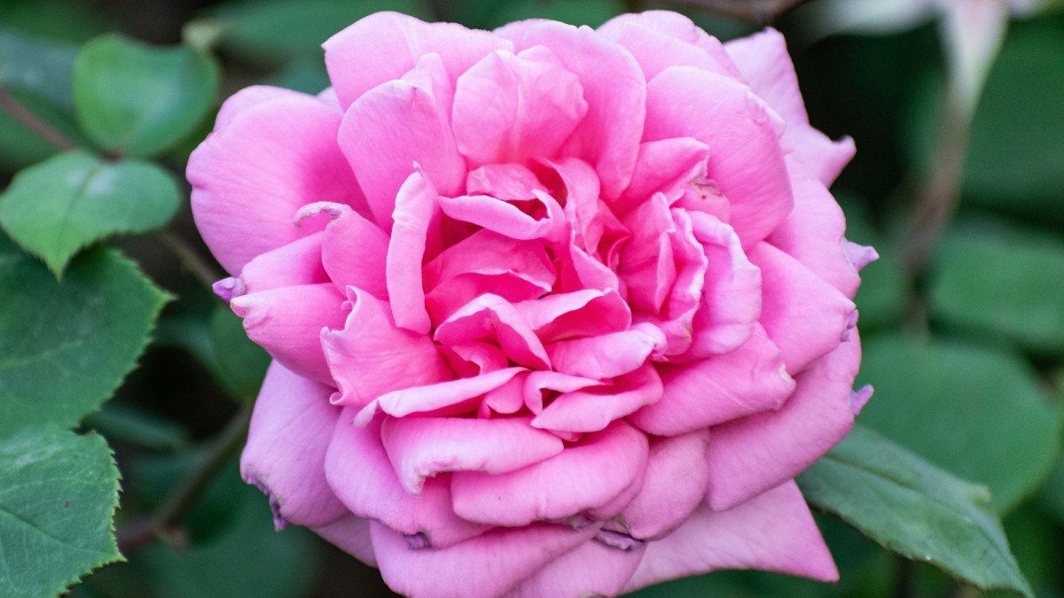Types of Pink Flowers for Your Garden: Pictures and Tips for Care ...